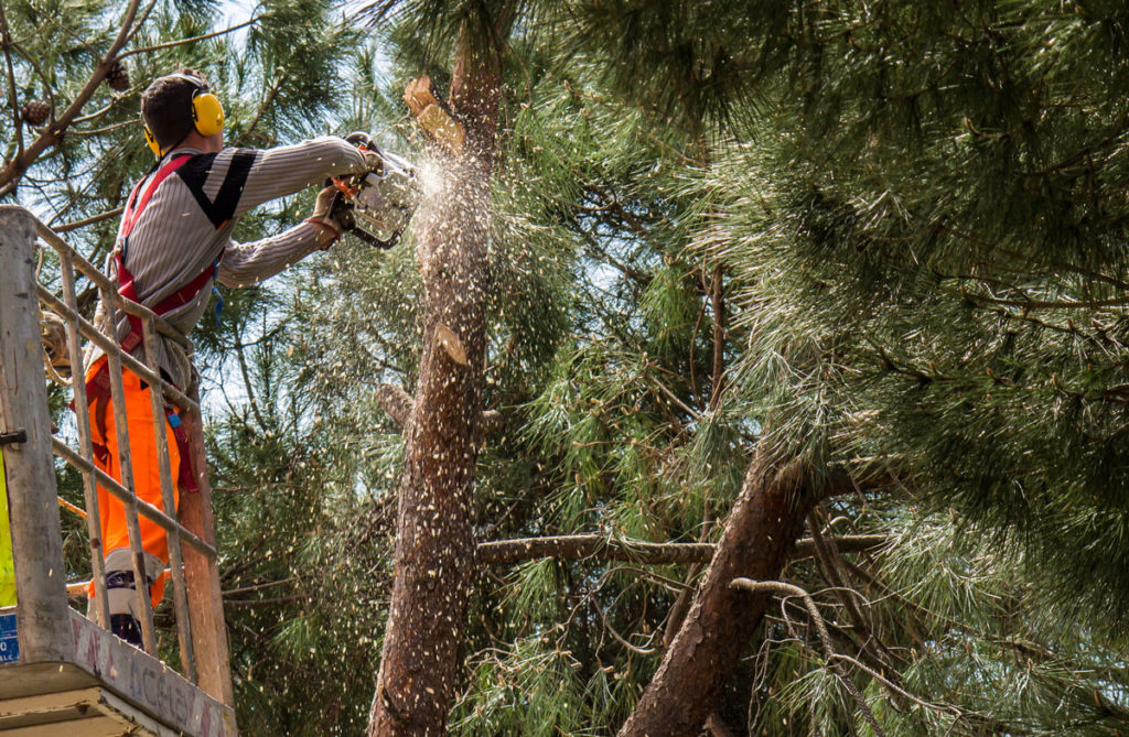 All You Need To Know About Tree Trimming | S&P Tree Service