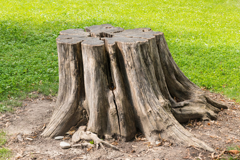 Stubborn Tree Stump Got You Stuck? Get Your Tree Stump Removed ...