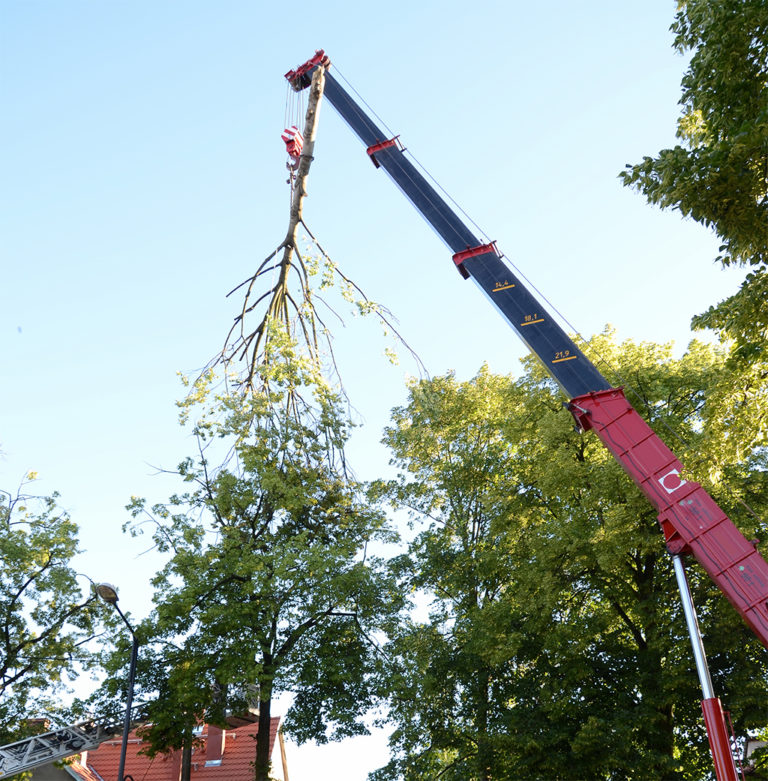 Our Crane Tree Removal Service And Experienced Technicians | Aledo, TX ...