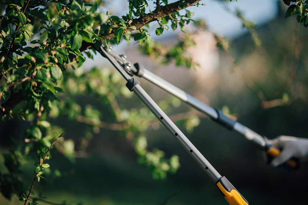 Maintaining Healthy Trees and Vibrant Communities With Tree Trimming ...