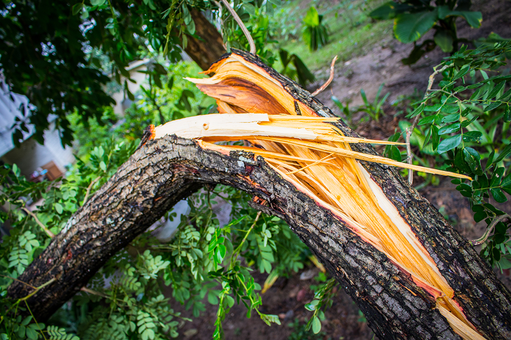 Do You Need Tree Removal Service For Leaning Trees? | S&P Tree Service