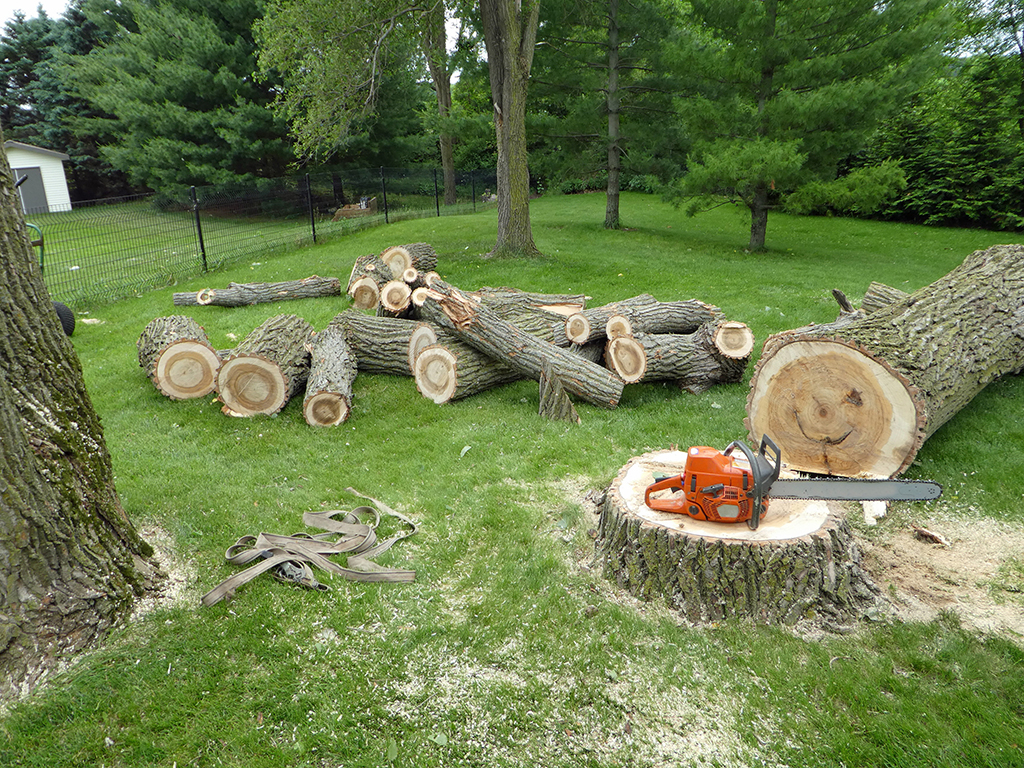 What to Look For In A Tree Trimming Service | S&P Tree Service