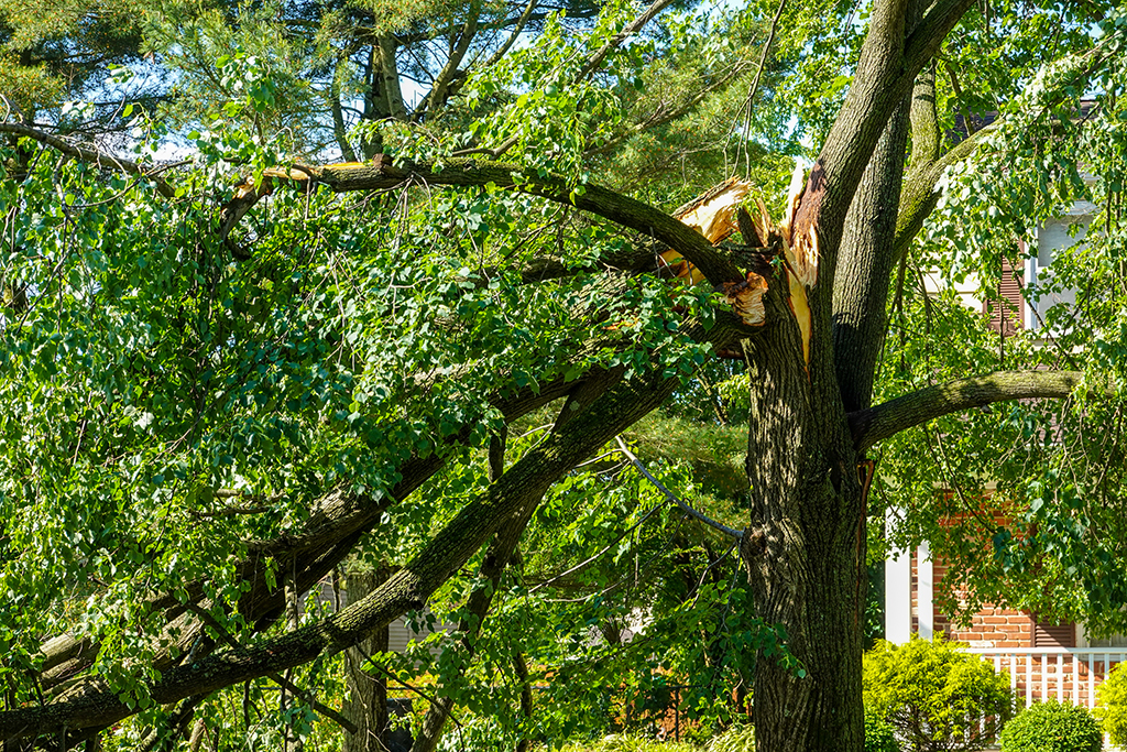 What to Look For In A Tree Trimming Service | S&P Tree Service