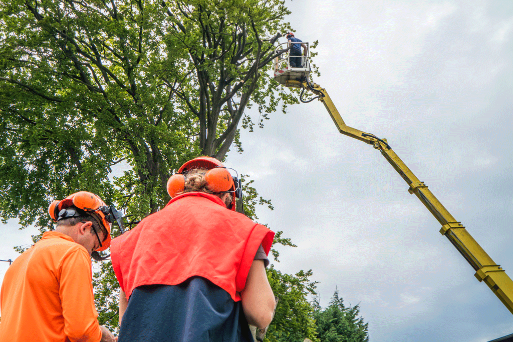 Crane-Assisted Tree Removal Service
