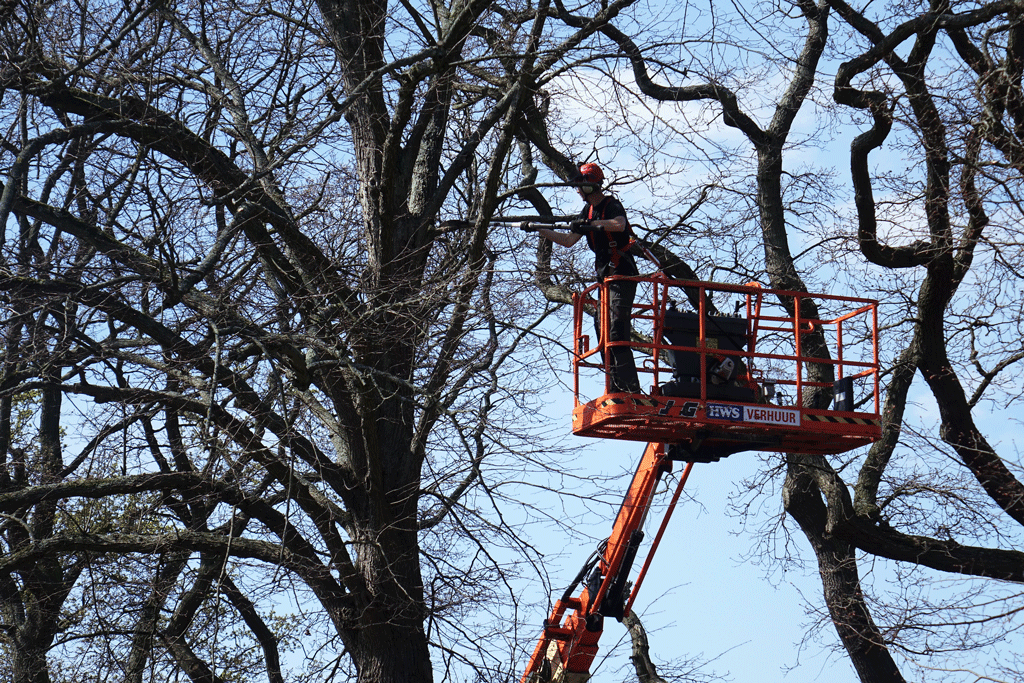 Crane-Assisted Tree Removal Service
