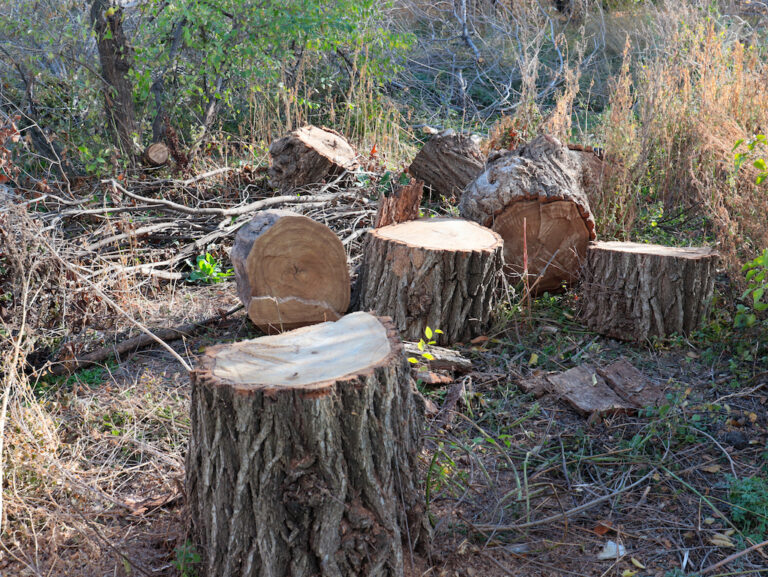 Tree and Stump Removal Services: Revive Your Landscape 2024 | S&P Tree ...