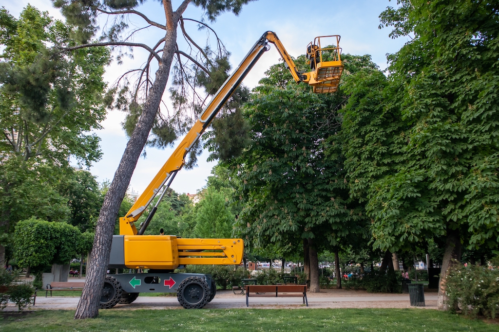 Professional Tree Care: Ensuring Growth | S&P Tree Service