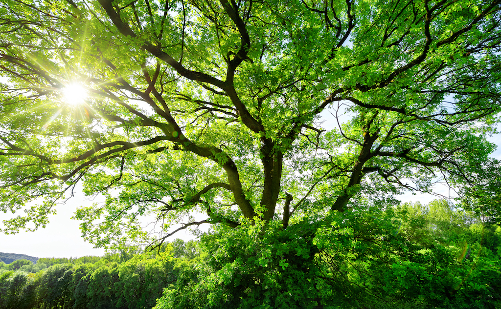 Tree & Shrub Healthcare - S&P Tree Service