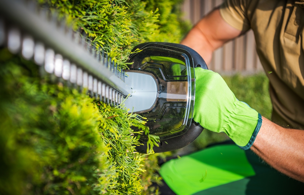 S&P Tree Service | Dallas, Fort Worth & Austin Areas | Tree & Shrub ...