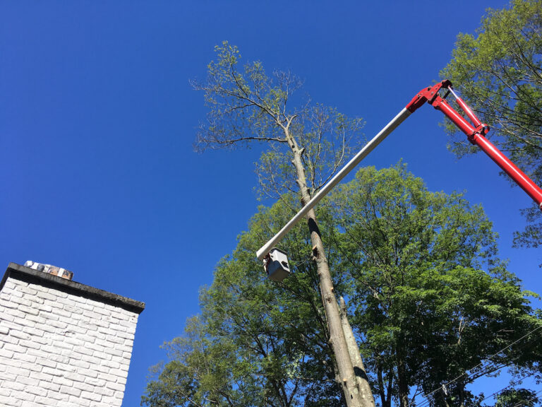 Certified Arborist Services - S&P Tree Service