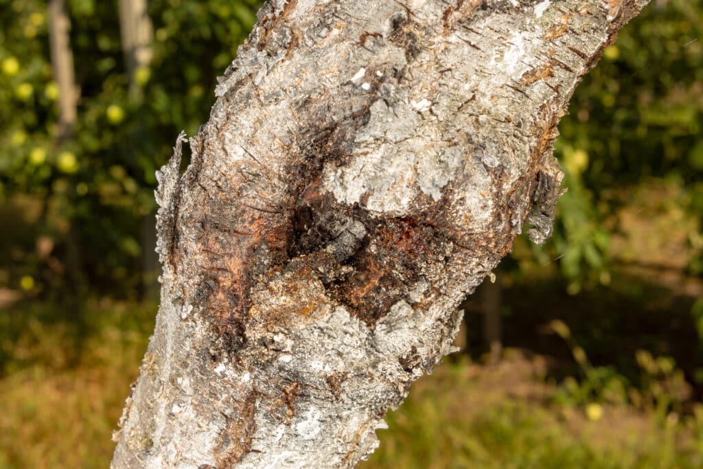 Preventing Tree Diseases in Dallas | S&P Tree Service