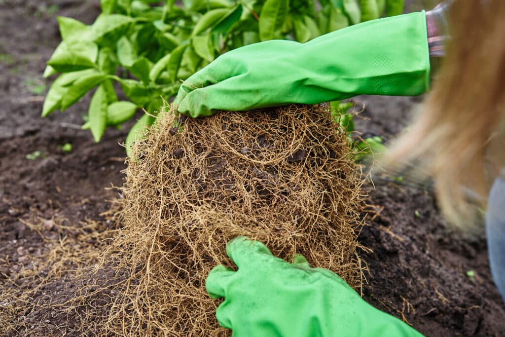 Best Practices for Tree Transplanting | S&P Tree Service