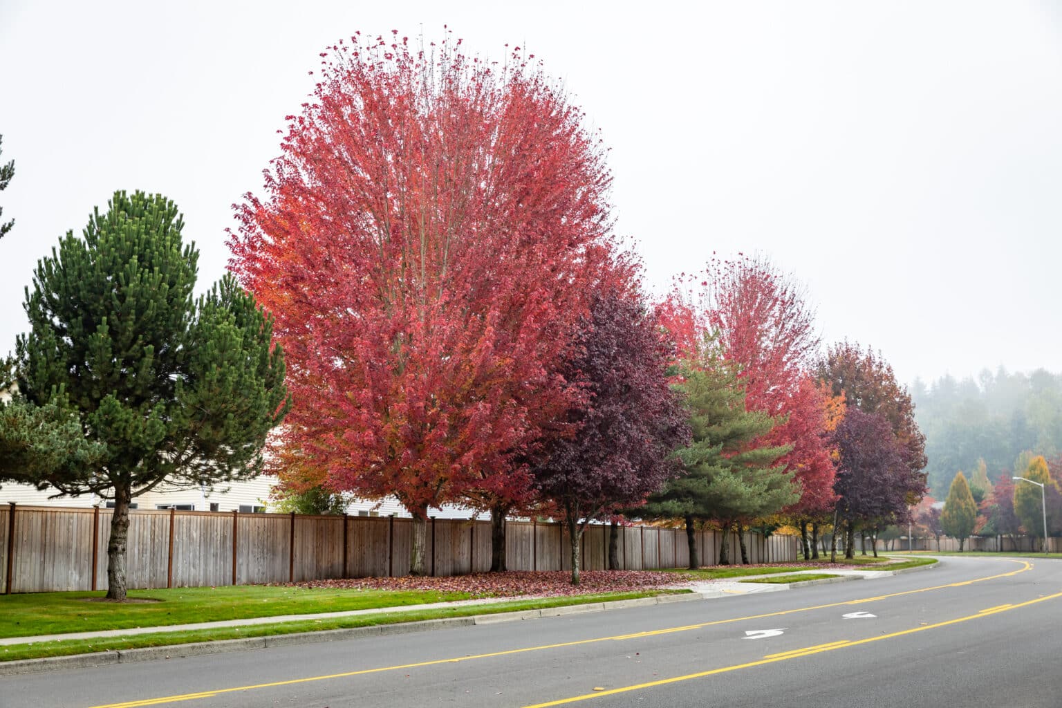 Selecting Trees for Windbreaks | S&P Tree Service
