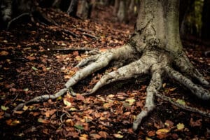 Understanding Root Flare and Its Importance for Tree Health | S&P Tree ...
