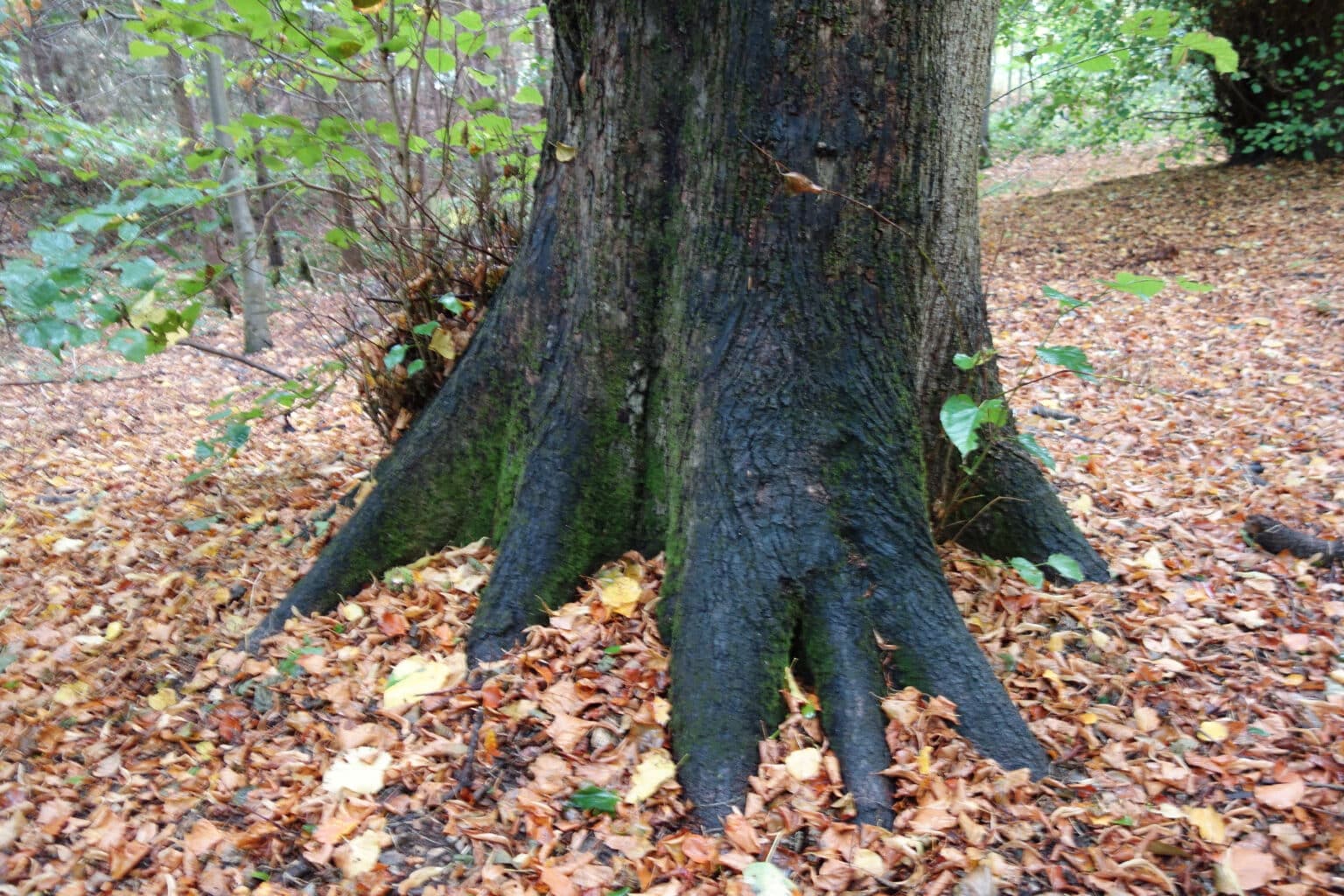 Understanding Root Flare and Its Importance for Tree Health | S&P Tree ...