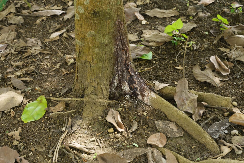 How to Identify and Address Root Rot in Texas Trees | S&P Tree Service