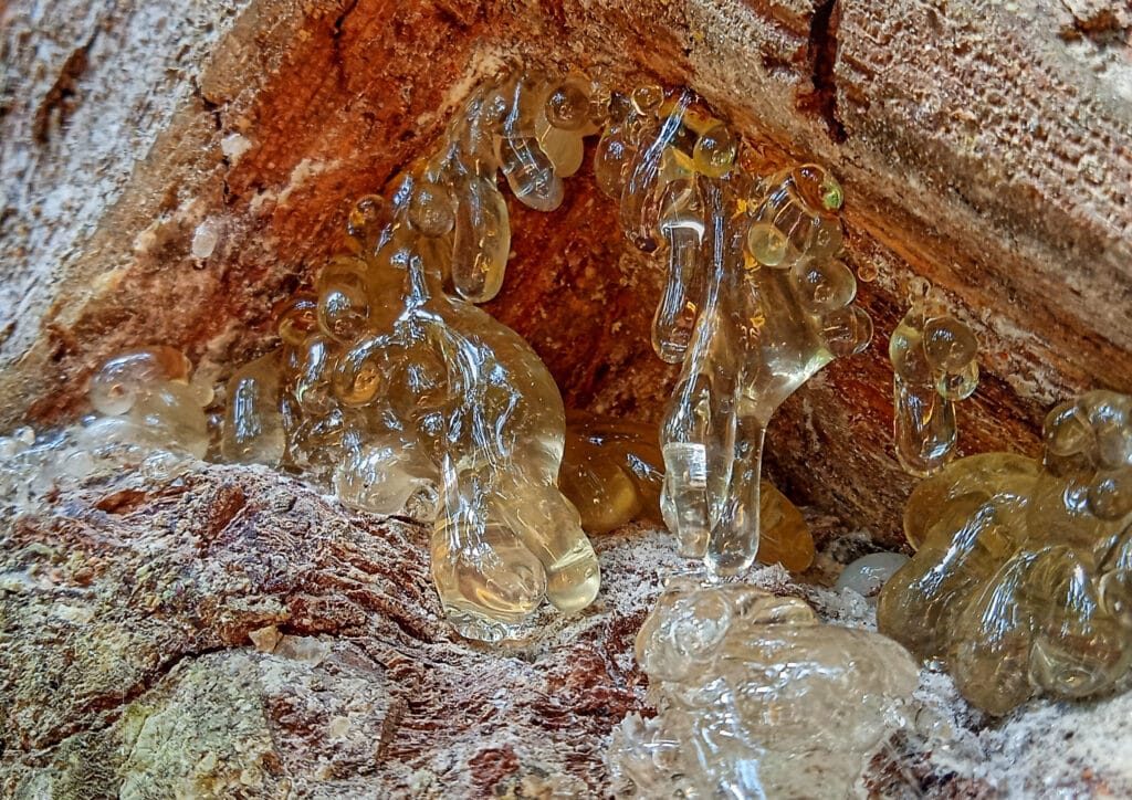 How Cold Snaps Affect Tree Sap and Growth | S&P Tree Service