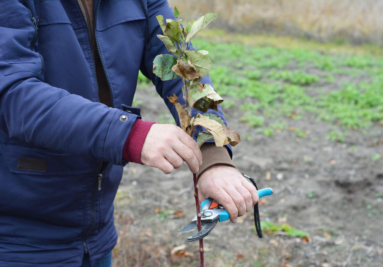 Structural Pruning Techniques For Newly Planted Trees - S&P Tree Service