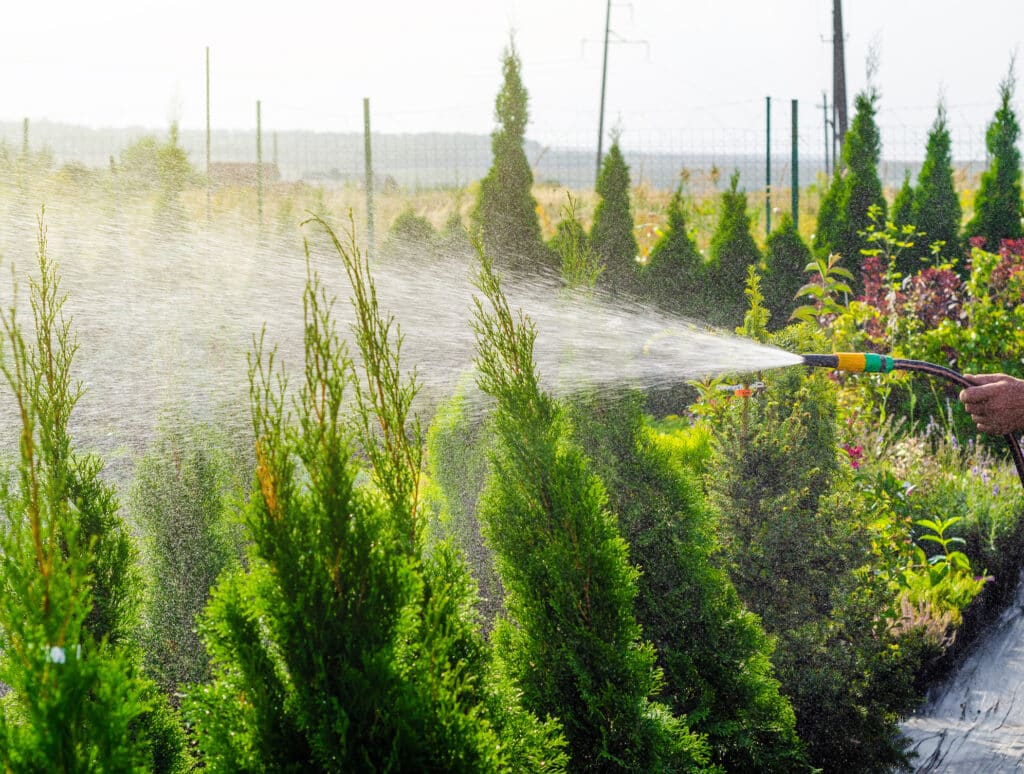 Optimizing Winter Tree Watering For Healthier Spring Growth | S&P Tree ...
