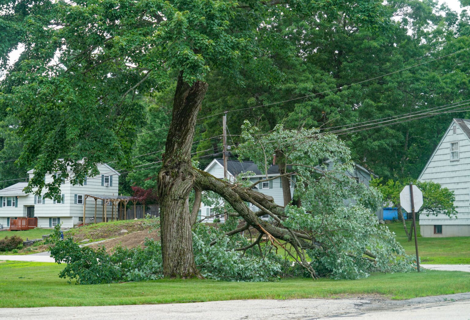 Common Tree Dangers Lurking in Yards | S&P Tree Service