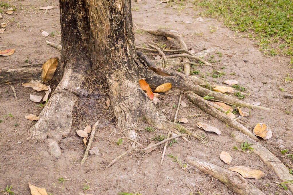 Texas Root Rot Symptoms and Solutions for Healthy Trees | S&P Tree Service
