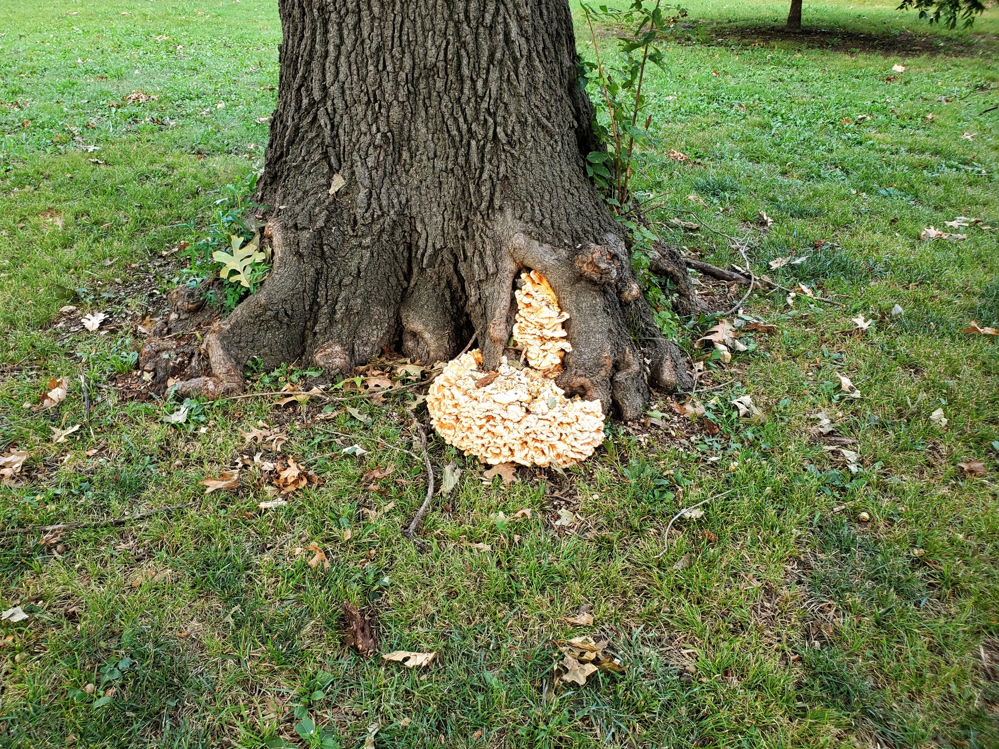 Texas Root Rot Symptoms and Solutions for Healthy Trees | S&P Tree Service