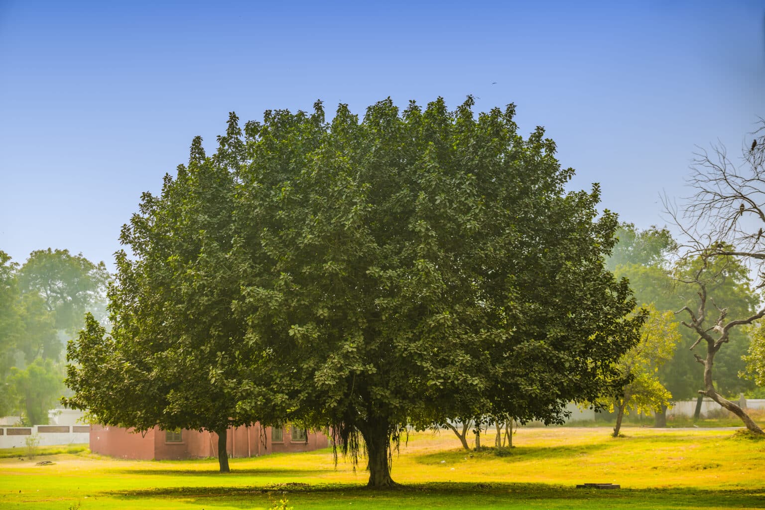 Best Native Trees for North Texas Yards | S&P Tree Service