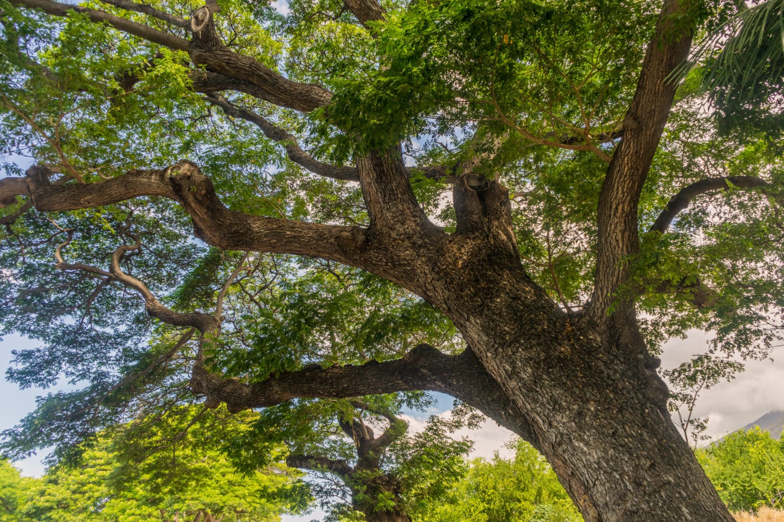 Advanced Tree Nutrition Strategies for Optimal Growth | S&P Tree Service