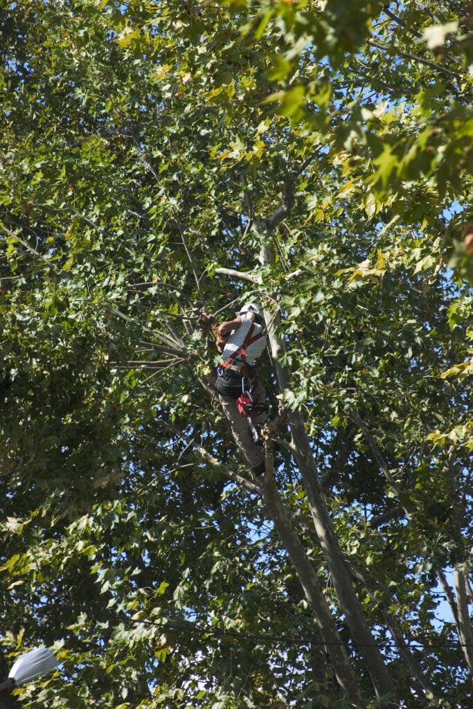 Mastering the Art of Tree Structural Integrity | S&P Tree Service