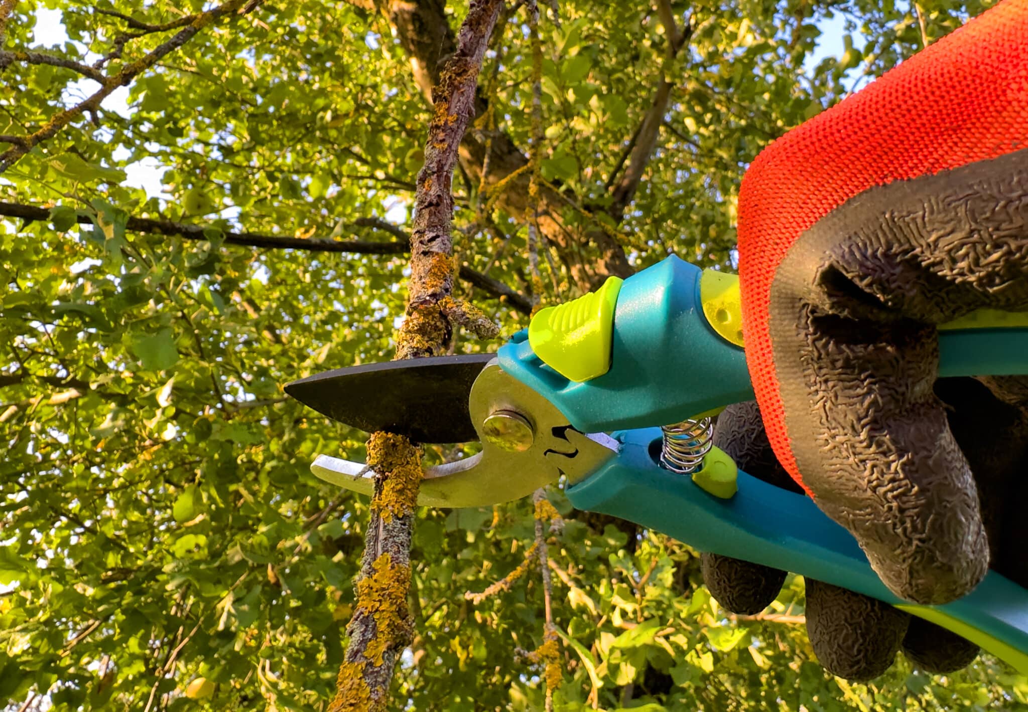 Ultimate Guide to Selective Tree Pruning | S&P Tree Service