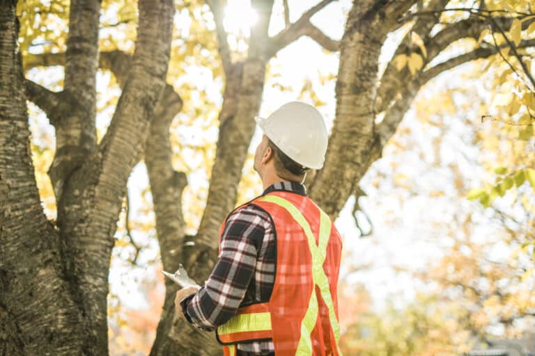 Expert Tips for Effective Tree Structure Analysis | S&P Tree Service